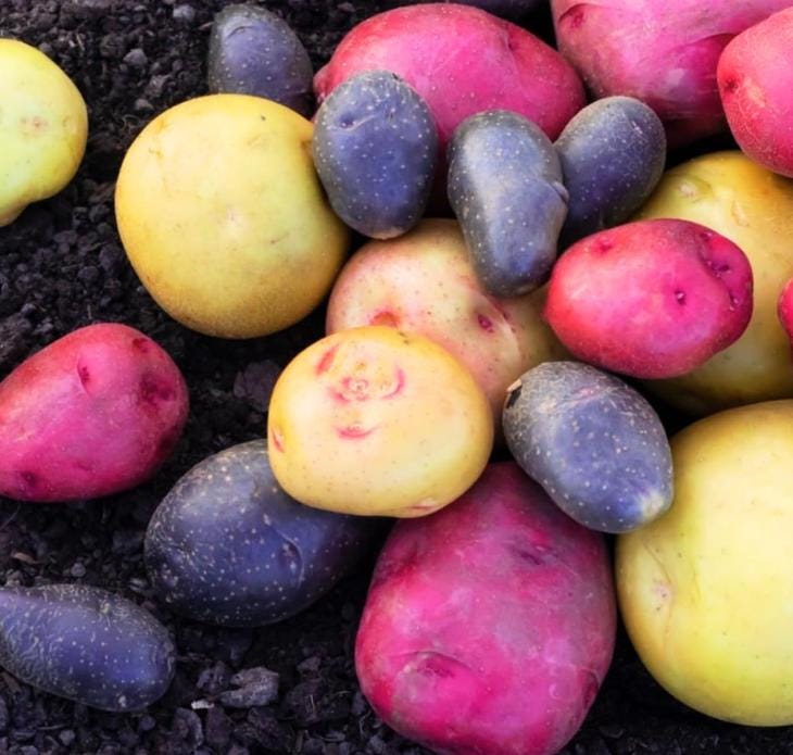 Mixed Color Potato Seeds, True Potato Seeds, 70 Seeds Red Yellow Purple ...