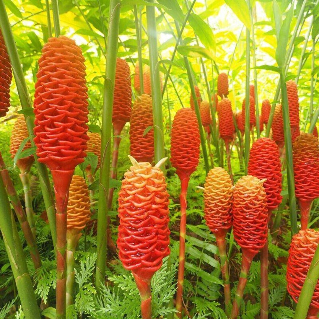 2 Fresh Shampoo Ginger Plant Rhizomes Shampoo Ginger Roots Zingiber ...