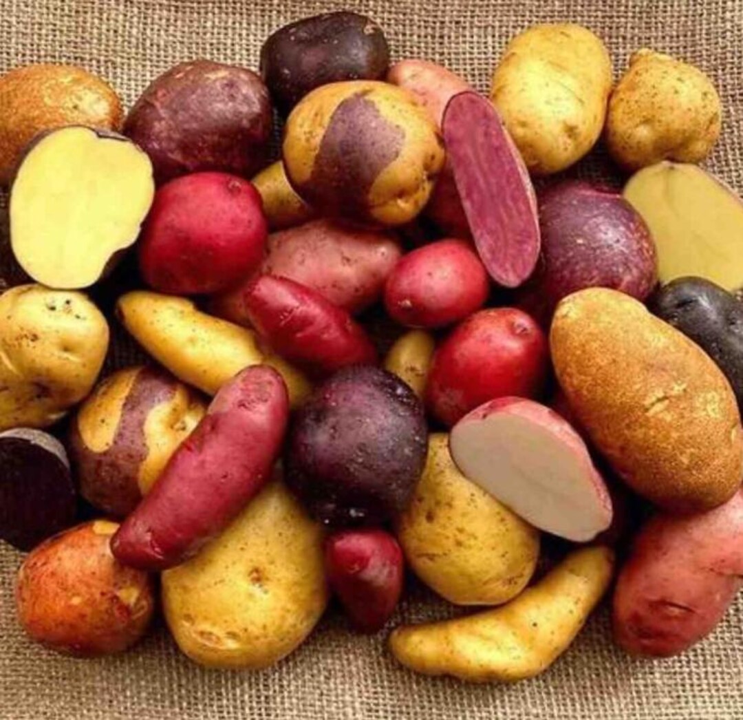 Mixed Color Potato Seeds, True Potato Seeds, 70 Seeds Red Yellow Purple ...