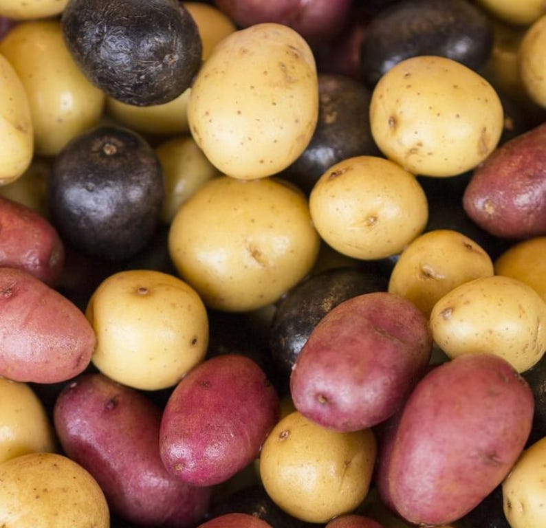 Mixed Color Potato Seeds, True Potato Seeds, 70 Seeds Red Yellow Purple ...