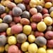 70 Mixed Color Potato Seeds for Planting - High-yield, Easy Plant, for ...