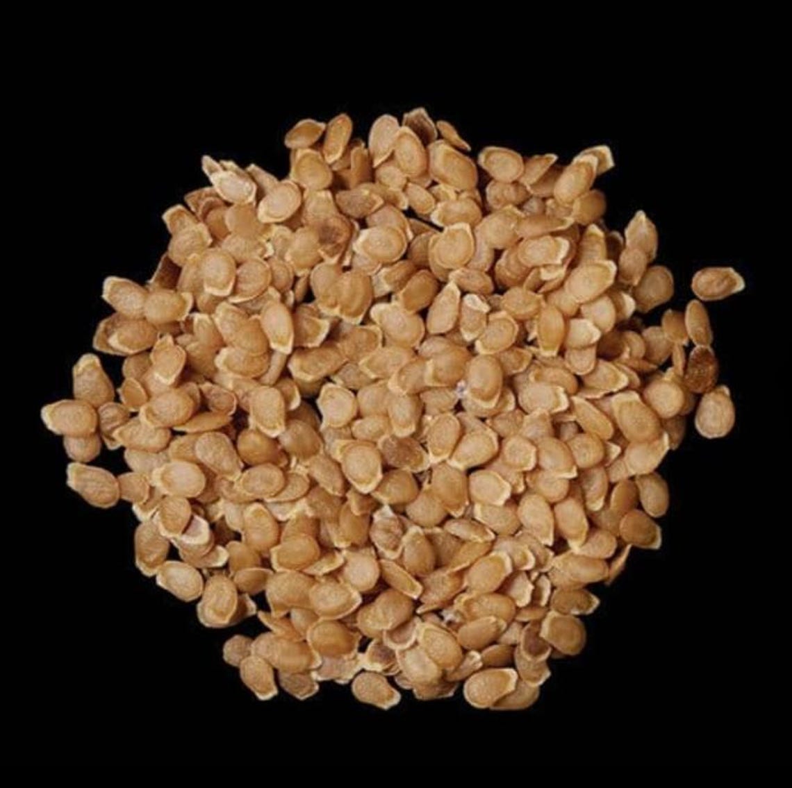 70 True Potato Seeds for Planting - High-yield, Easy Plant, for Your ...