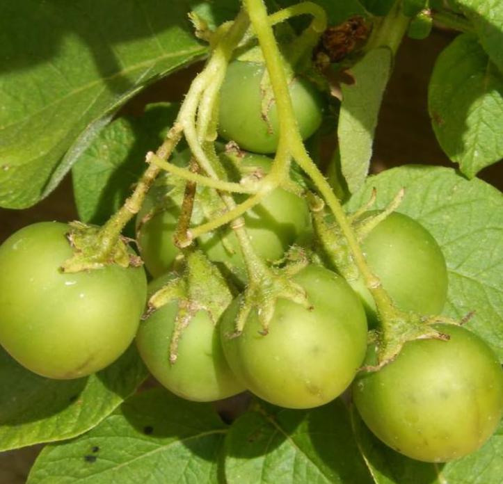 Mixed Color Potato Seeds, True Potato Seeds, 70 Seeds Red Yellow Purple ...