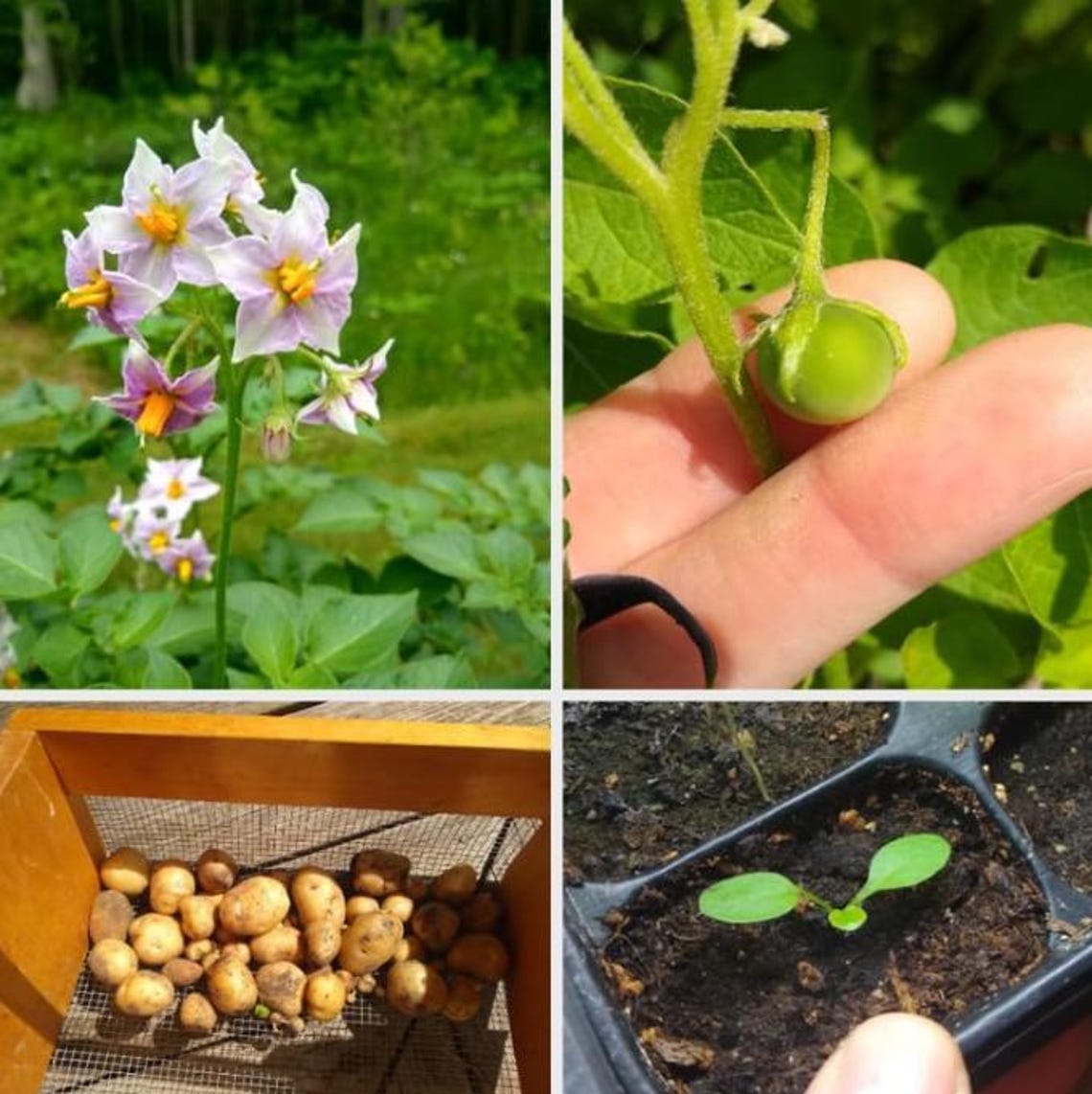 70 Mixed Color Potato Seeds for Planting - High-yield, Easy Plant, for ...