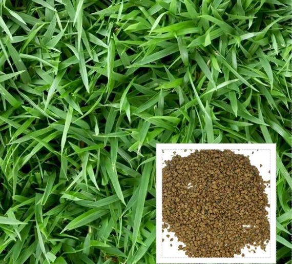 Zenith Zoysia Zenith Zoysia Grass Seed