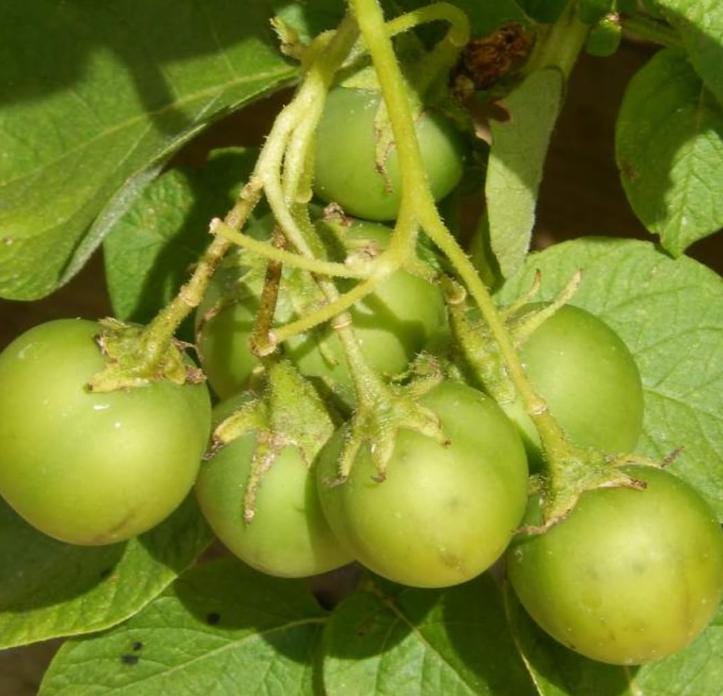 70 True Potato Seeds for Planting - High-yield, Easy Plant, for Your ...