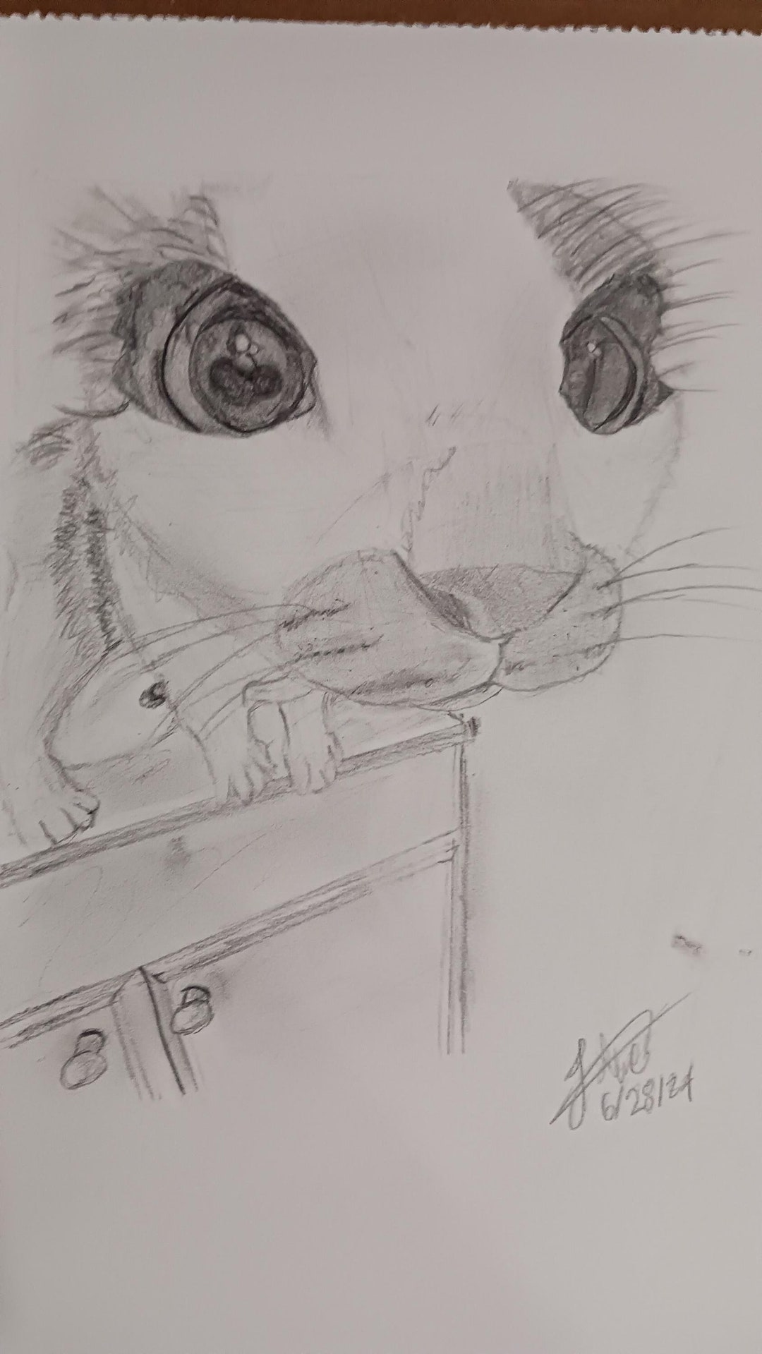 Curious Cat, Kitty, Pencil, Drawing, Sketch - Etsy