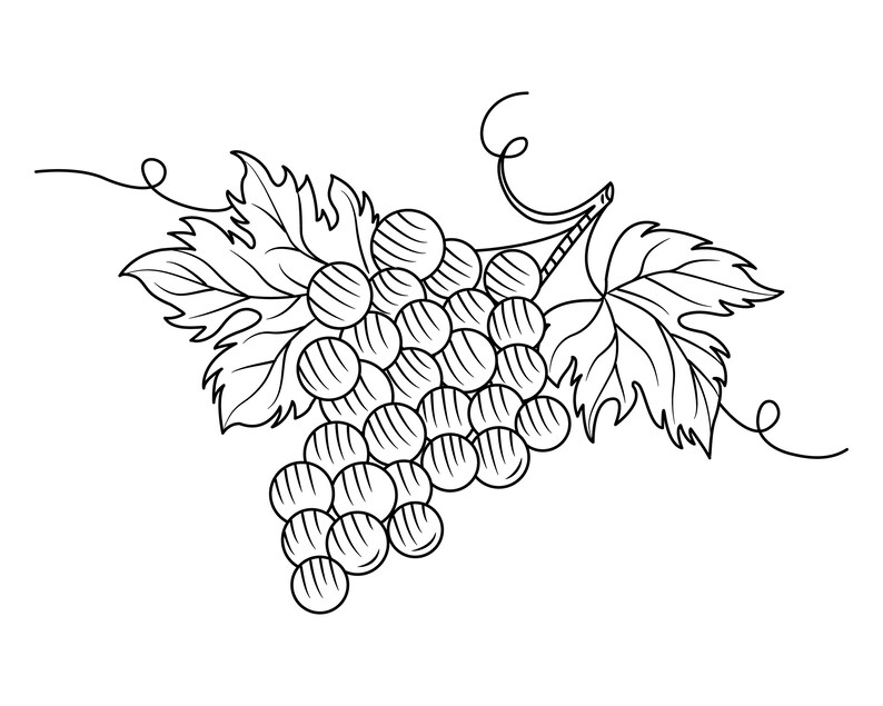 Grape Vine Line Art | Hand-drawn Botanical Illustration - Etsy