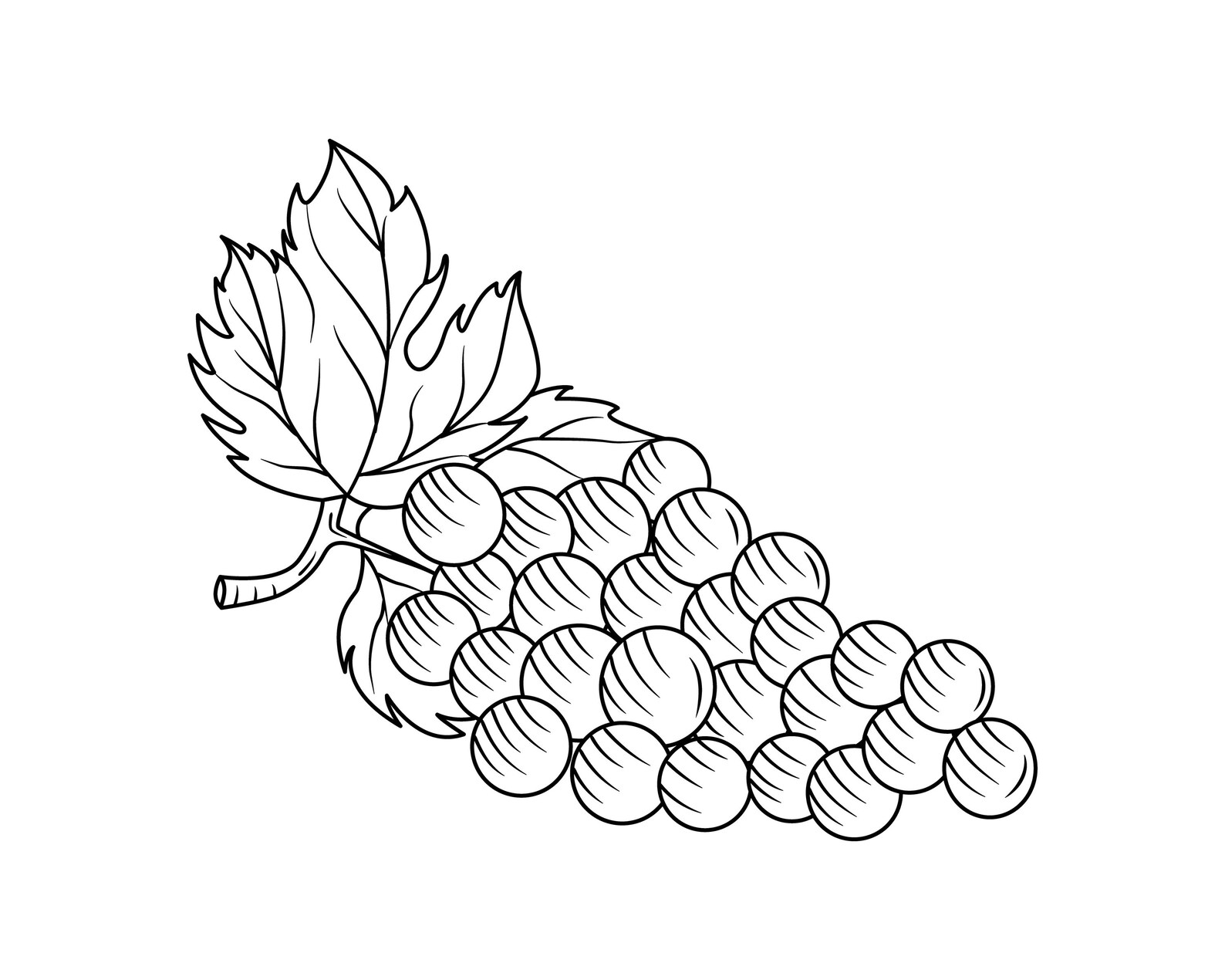 Hand-drawn Grape Bunch Illustration | Botanical Line Art - Etsy