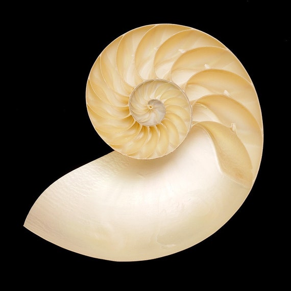 Items similar to Nautilus Shell 2 Archival Art Print on Etsy