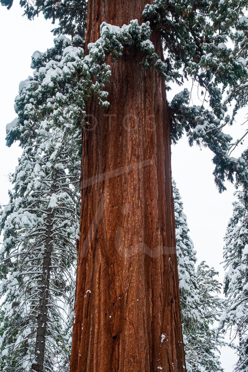 Giant Snowy Sequoia Tree | Sierra Nevada | Forest | California | Nature ...