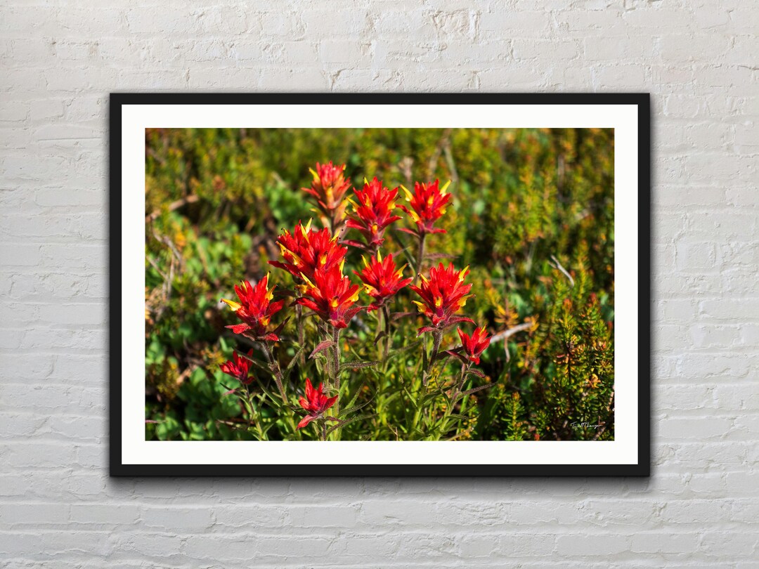 Yosemite Wildflower Photo Print: Red Paintbrush Flowers Landscape - Etsy