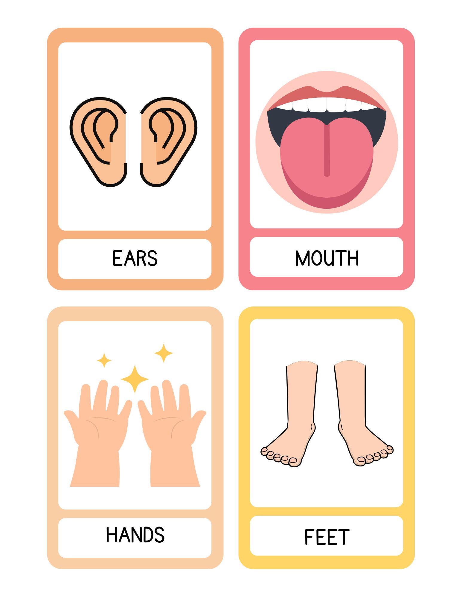 16 Human Body Flashcards for Kids Digital PDF for Homeschooling & Play ...