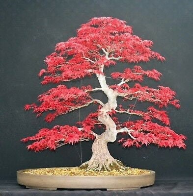 Japanese Amur Maple Seeds - Etsy