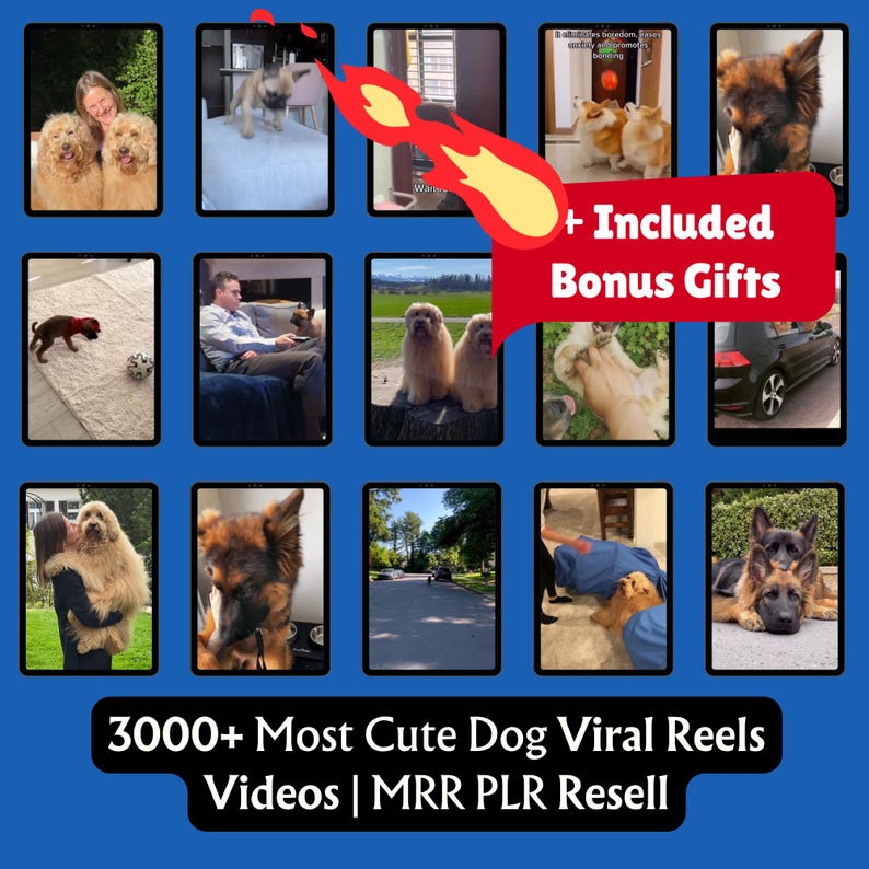 3000+ Funny Dog Reel Videos Bundle | MRR PLR Resell Rights | Faceless ...