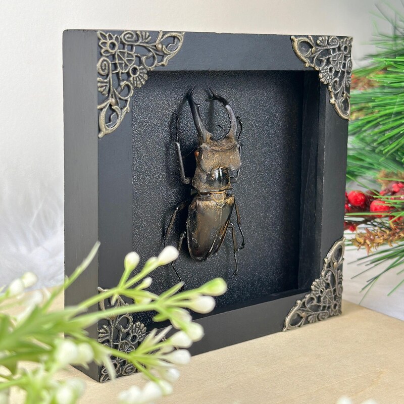 Beetle Collection - Etsy