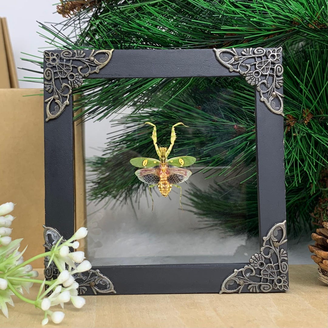 Wall Art Decor Taxidermy Praying Mantis Framed Clear Display Box Gothic ...