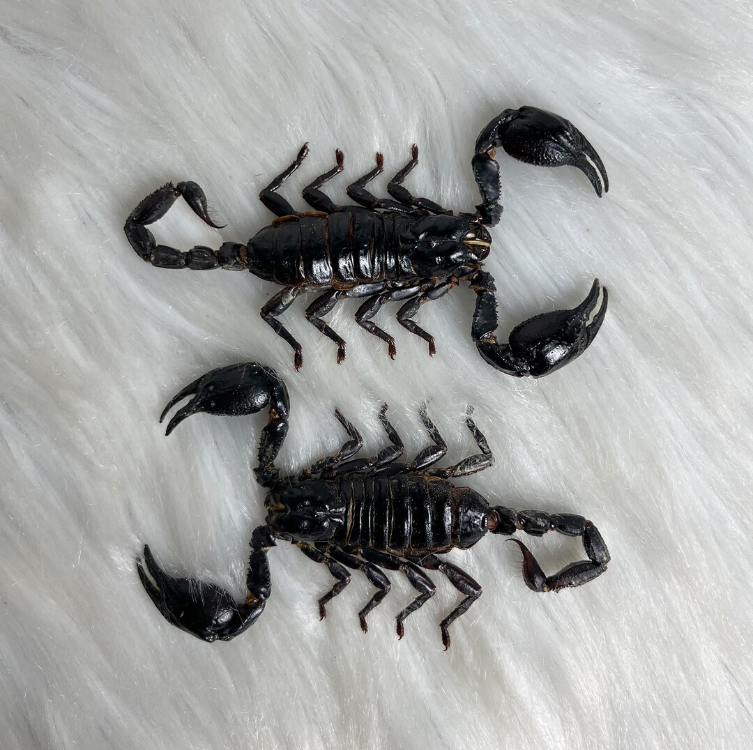 2 Taxidermy Scorpions, Dried Specimen Insect Art Gallery Collection ...