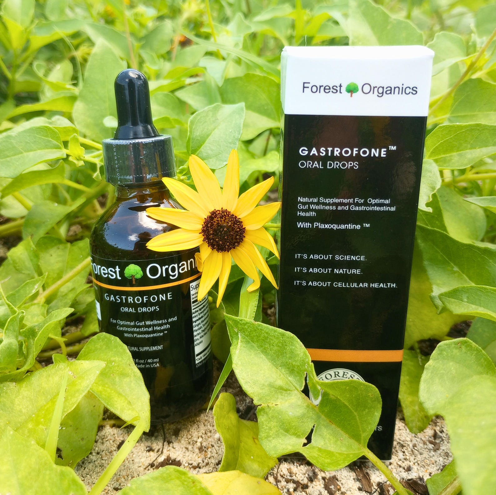 Gastrofone Herbal Drops for Optimal Gut Wellness and Gastrointestinal ...