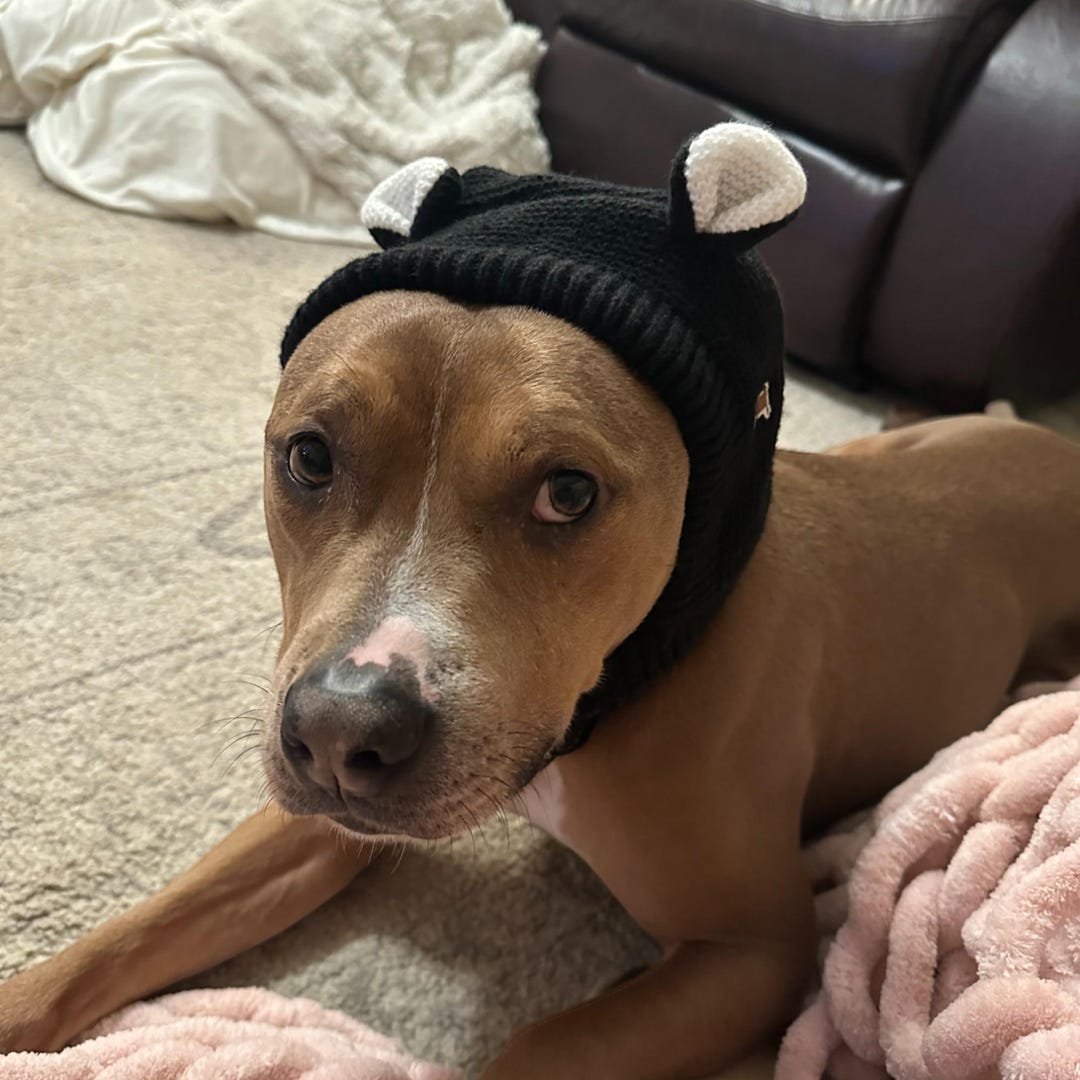 Dog Snood, Black Dog Snood, Snood for Dog, Cat Snood, Snood With Ears ...