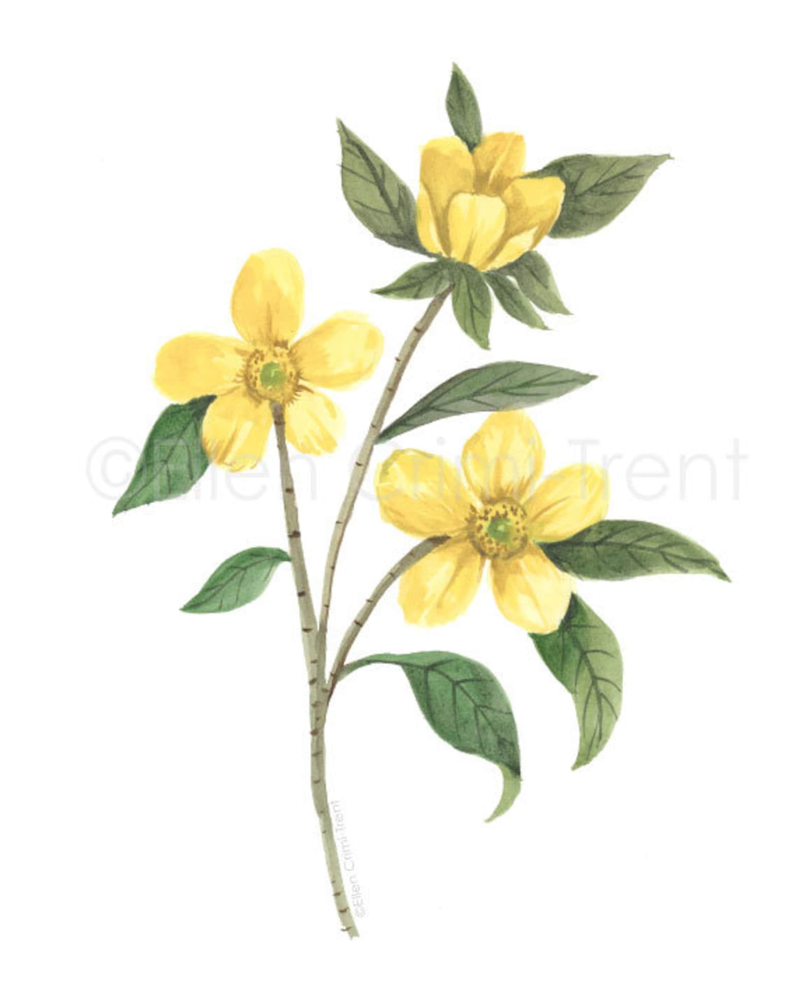 Yellow Botanical Watercolor Print Set Flower Wall Art | Etsy