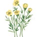 Yellow Botanical Watercolor Print Set, Flower Wall Art, Botanical Print ...