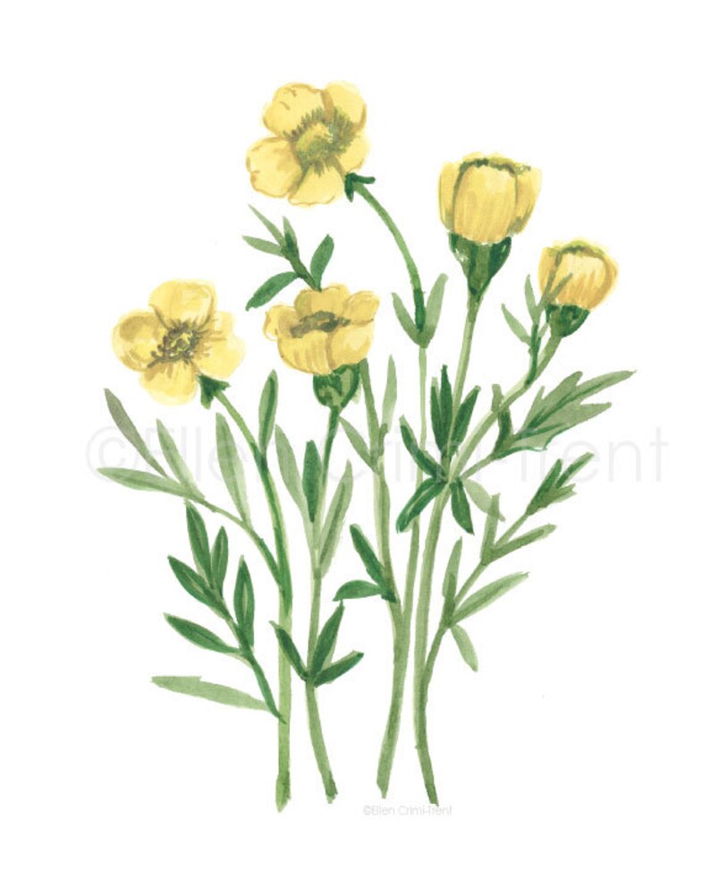 Yellow Botanical Watercolor Print Set, Flower Wall Art, Botanical Print ...