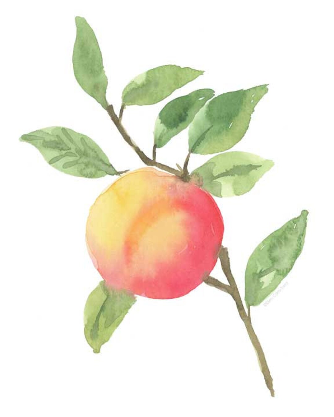 Watercolor Peach Botanica/ Watercolor Peach Art/ Watercolor Fruit ...