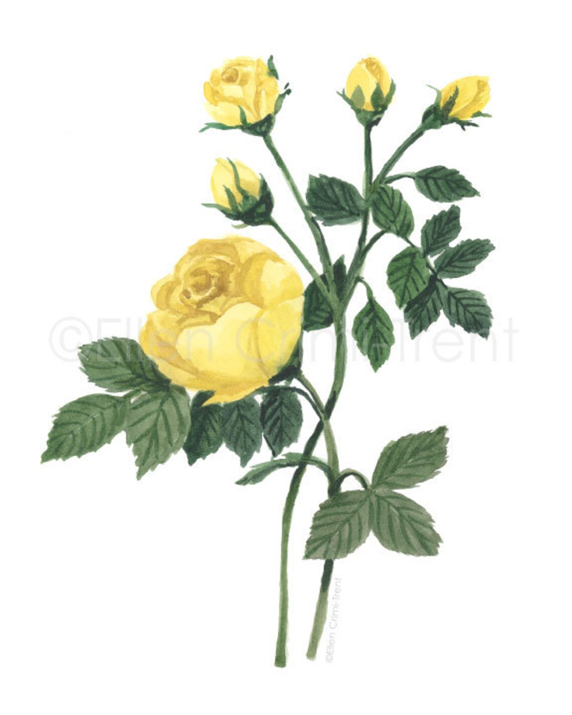 Yellow Botanical Watercolor Print Set Flower Wall Art - Etsy