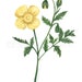 Yellow Botanical Watercolor Print Set, Flower Wall Art, Botanical Print ...