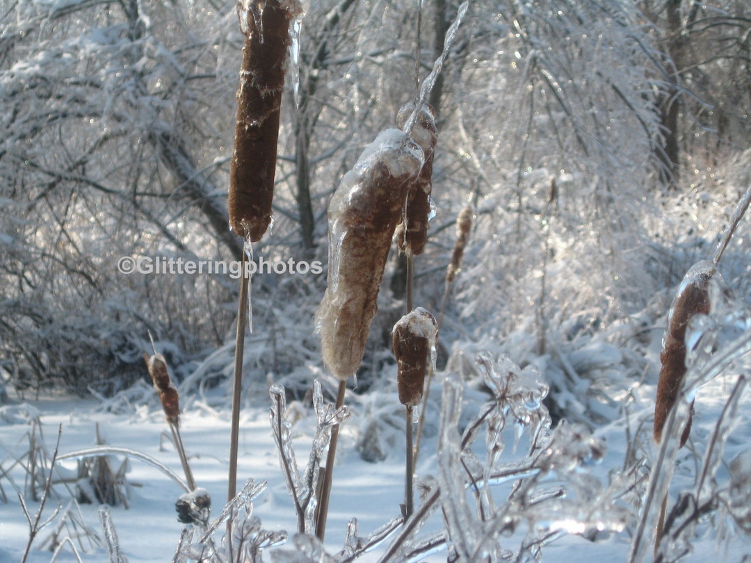 Cattails Photograph, Wathen Park, Jeffersonville IN, Indiana Winter ...