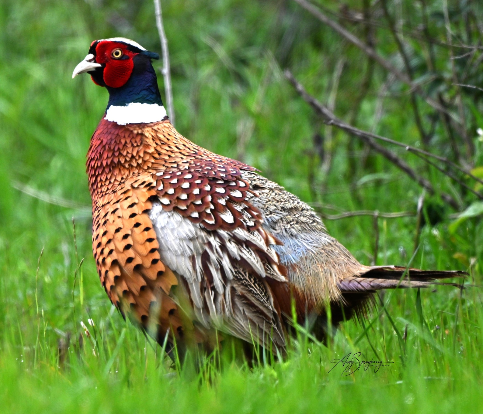 Ring-necked Pheasant - Etsy
