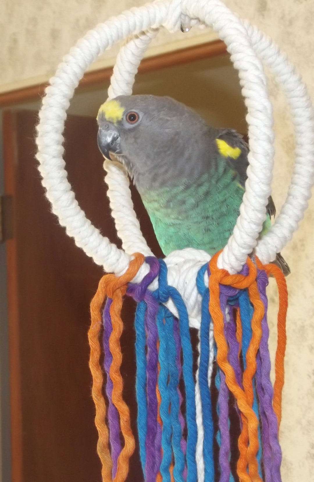 Small Parrot Orbit Swing - Etsy