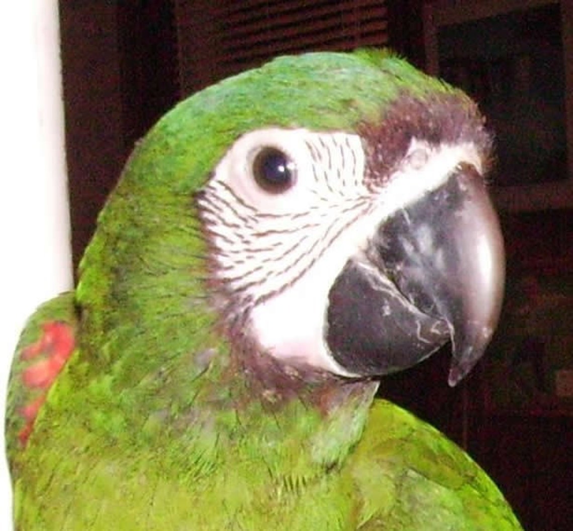 Medium Parrot Snuggle Wreath - Etsy