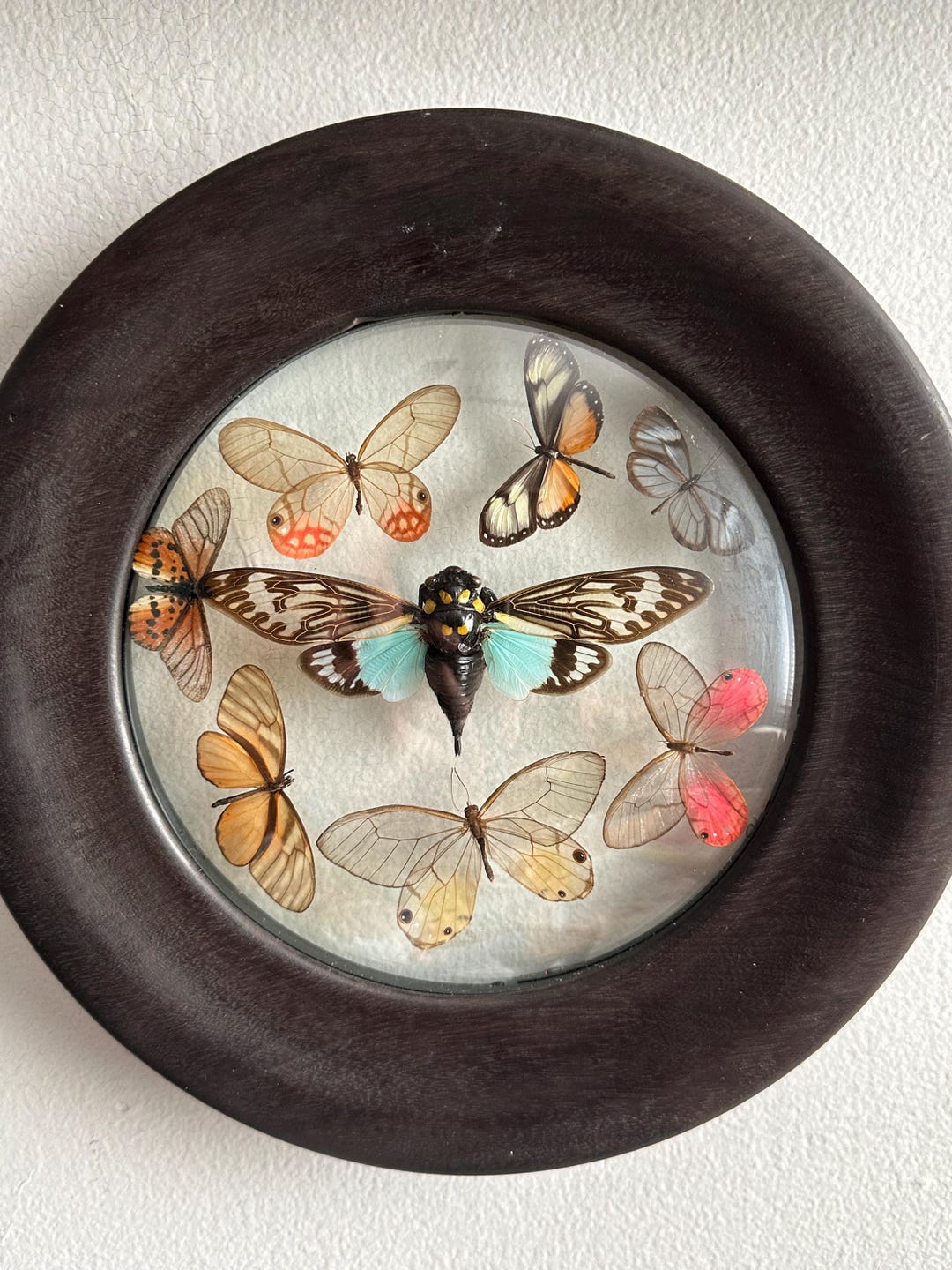 Glasswing Butterfly and Cicada Curio - Etsy
