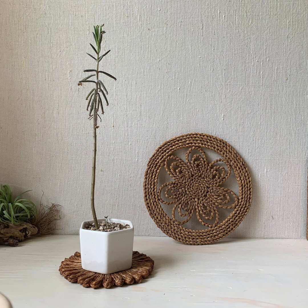 Vintage Flower Trivets - Small Floral Shape Woven Trivet Pair - Grass ...