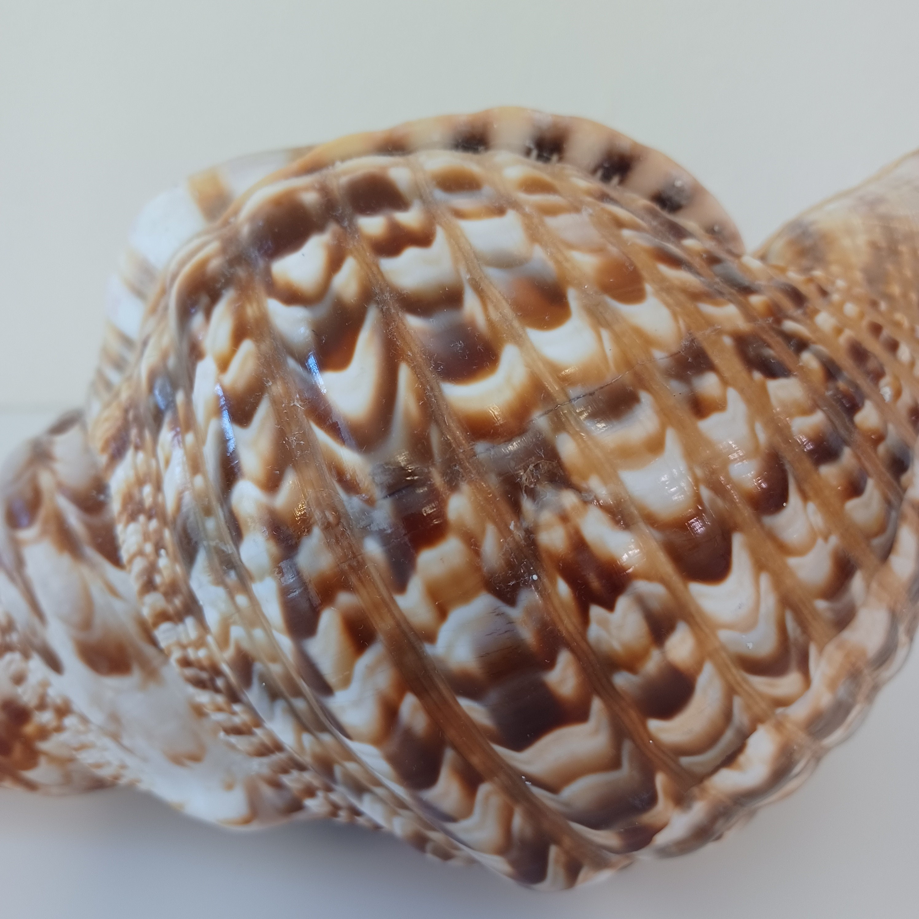 Giant Shell TRITON TRUMPET Seashell, Polished & Ideal for Collections ...