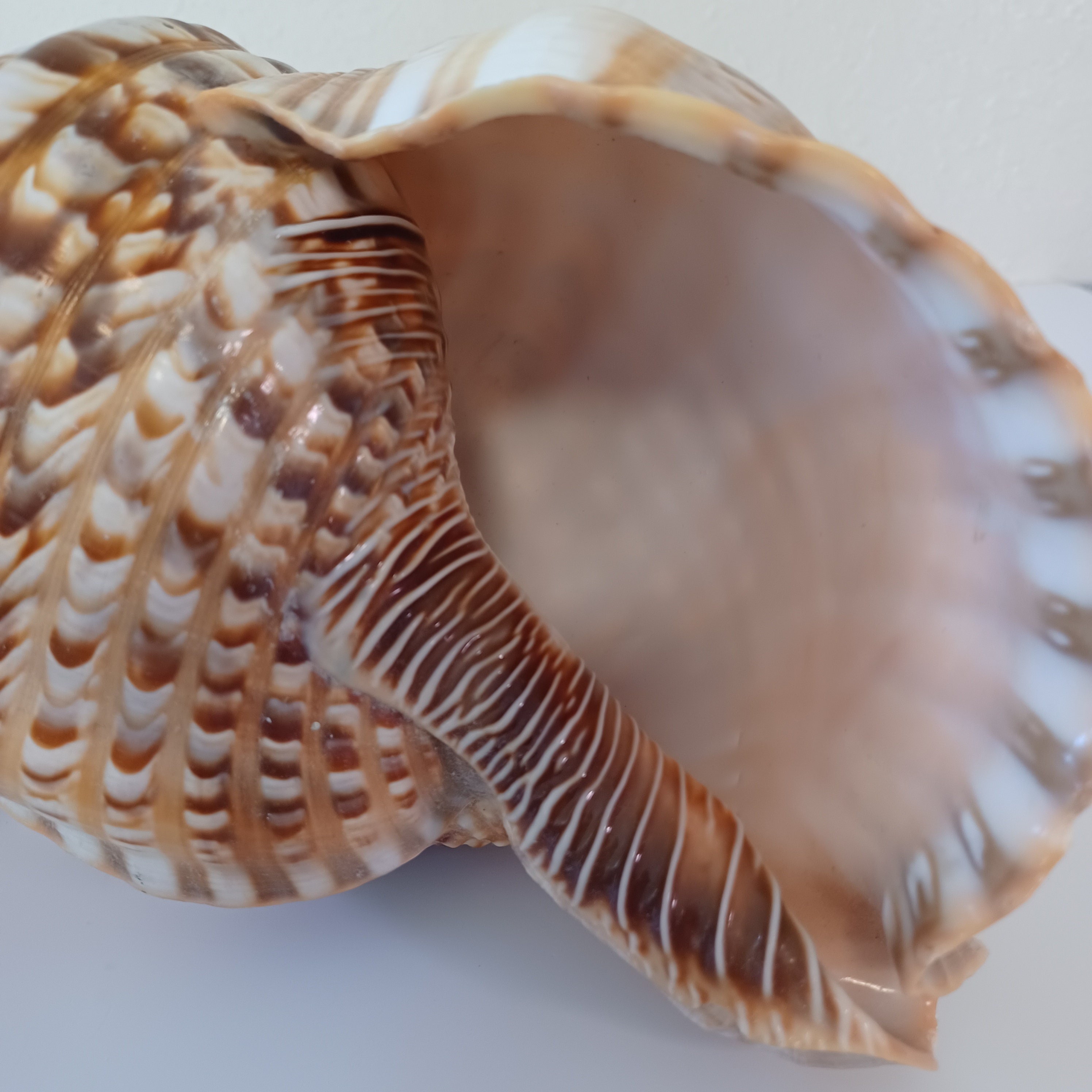 Giant Shell TRITON TRUMPET Seashell, Polished & Ideal for Collections ...