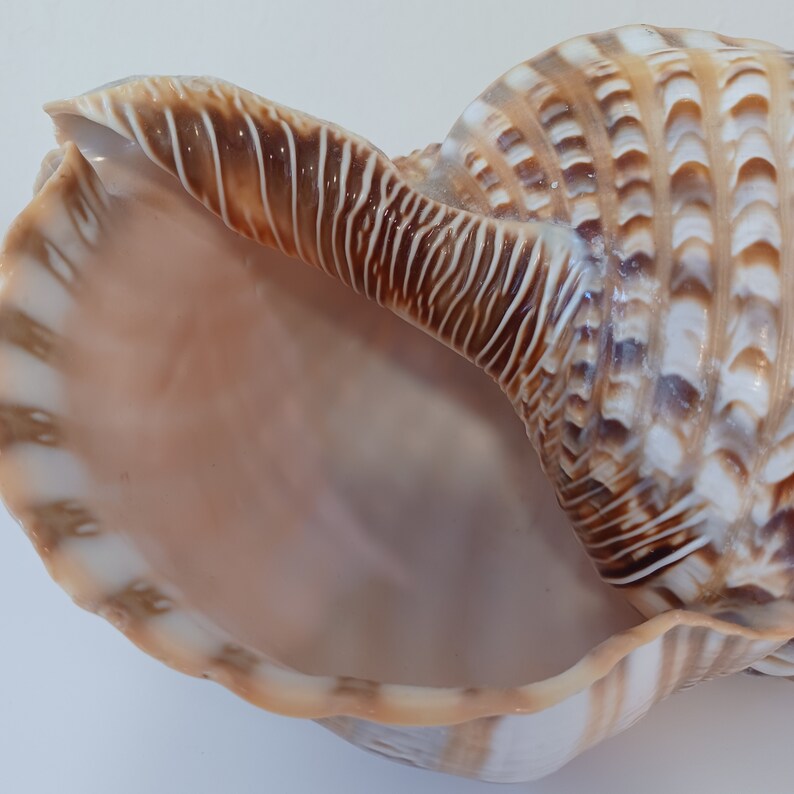 Giant Shell TRITON TRUMPET Seashell, Polished & Ideal for Collections ...