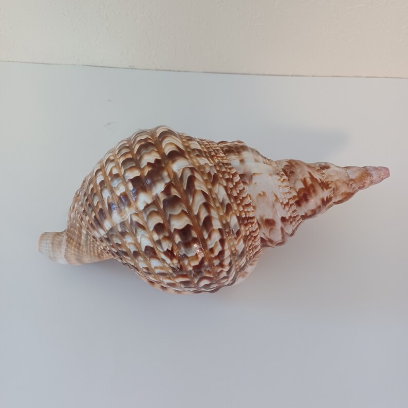 Giant Shell TRITON TRUMPET Seashell, Polished & Ideal for Collections ...