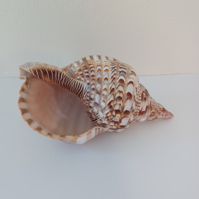 Giant Shell TRITON TRUMPET Seashell, Polished & Ideal for Collections ...