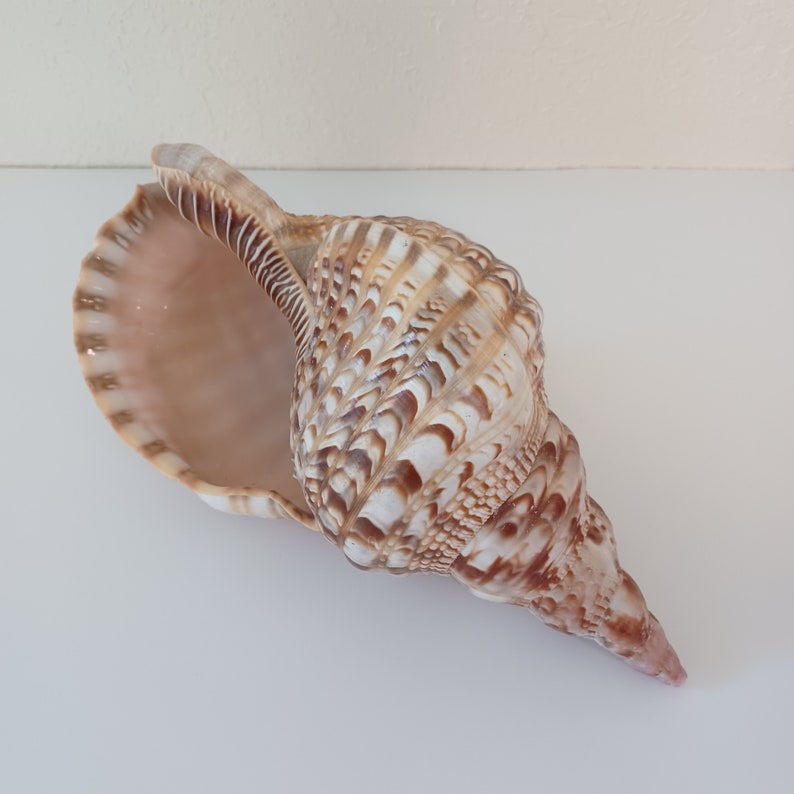 Giant Shell TRITON TRUMPET Seashell, Polished & Ideal for Collections ...