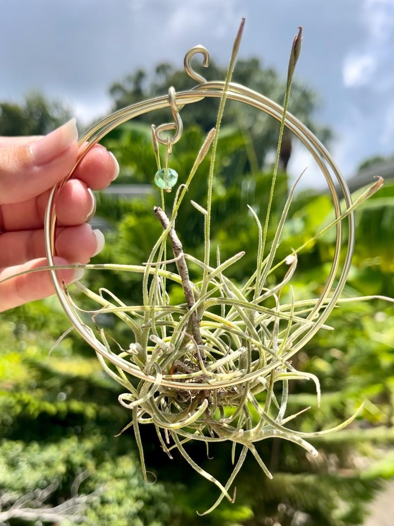 Air Plant Wire Hanger Hoop, Tillandsia, Suncatcher, Air Plant Holder ...