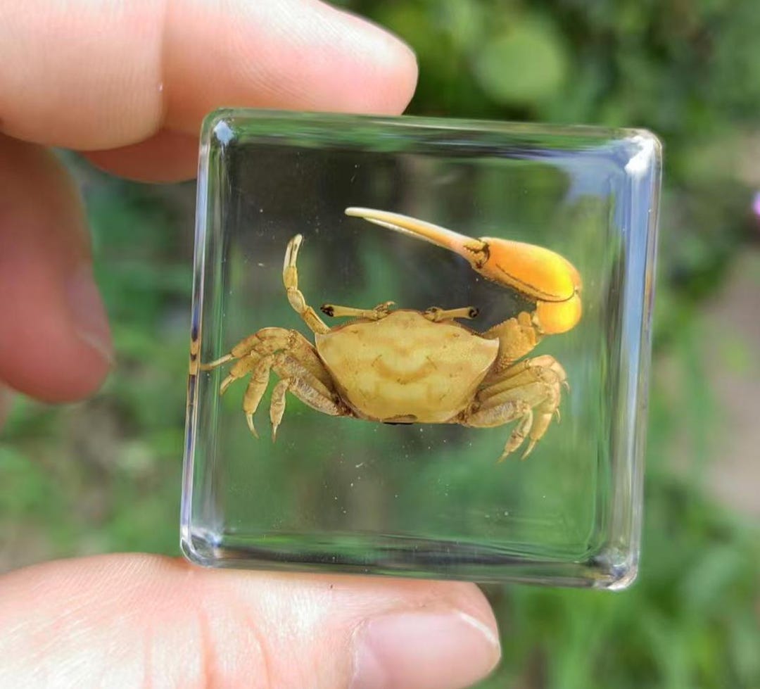 Natural Crab Taxidermy in Transparent Lucite Block Paperweight Deep Sea ...