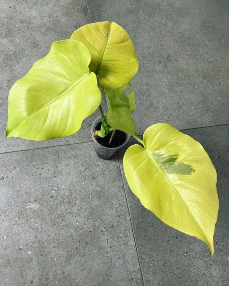 Monstera lemon lime vegetated node cutting for sale - Etsy 日本