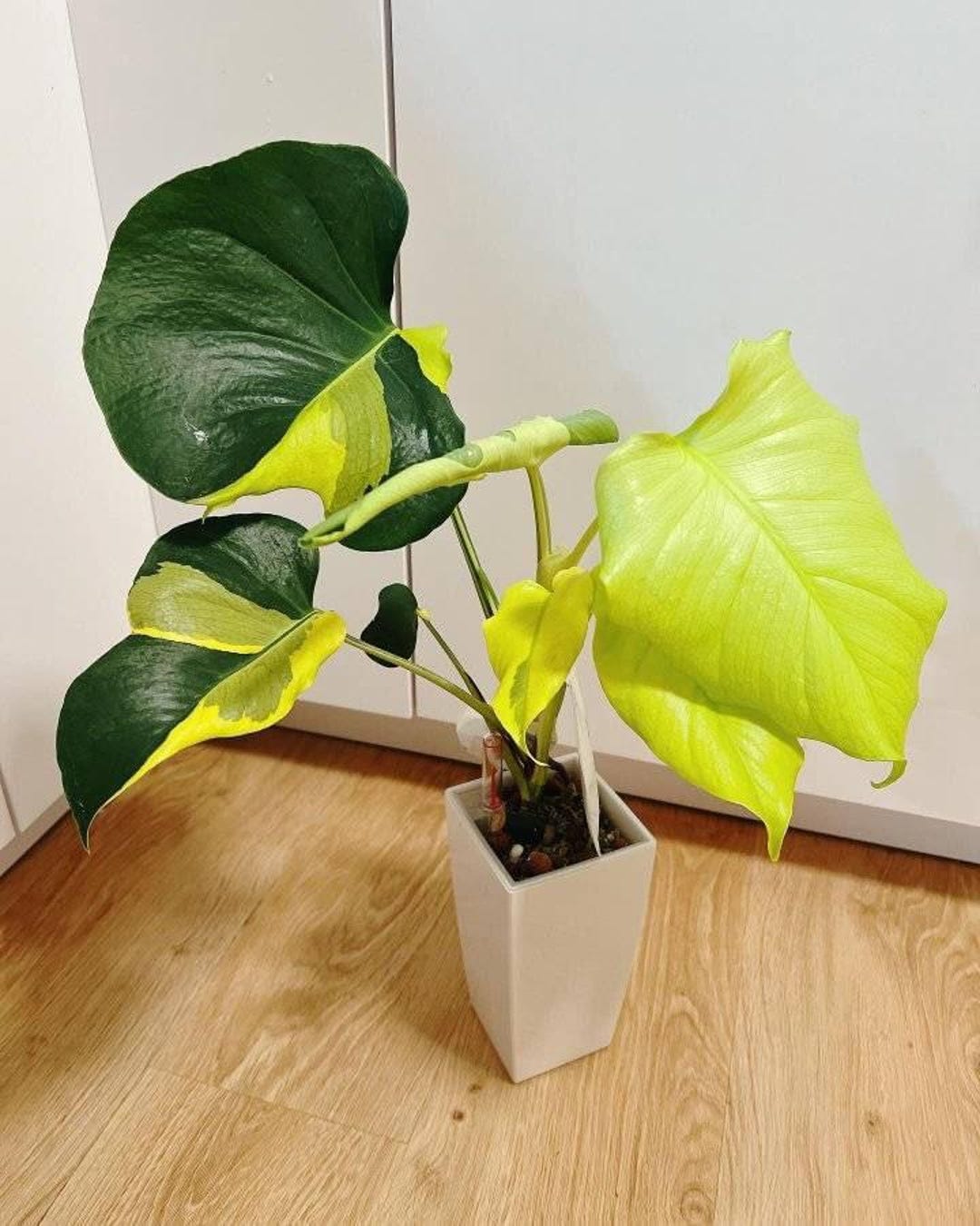 Monstera lemon lime vegetated node cutting for sale - Etsy 日本