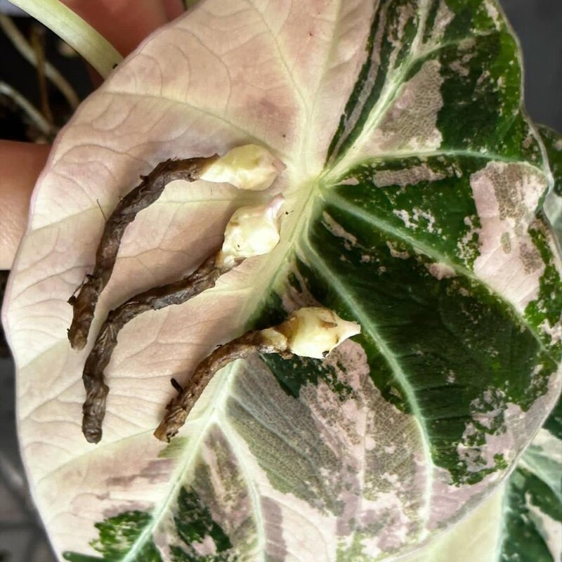Alocasia Black Velvet - Etsy