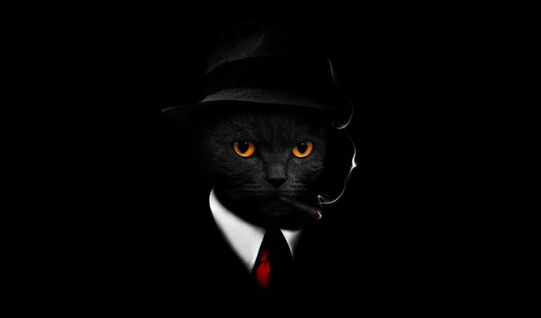 Cool Cat, Moody Cat JPG Clipart, Funny Digital Download - Etsy