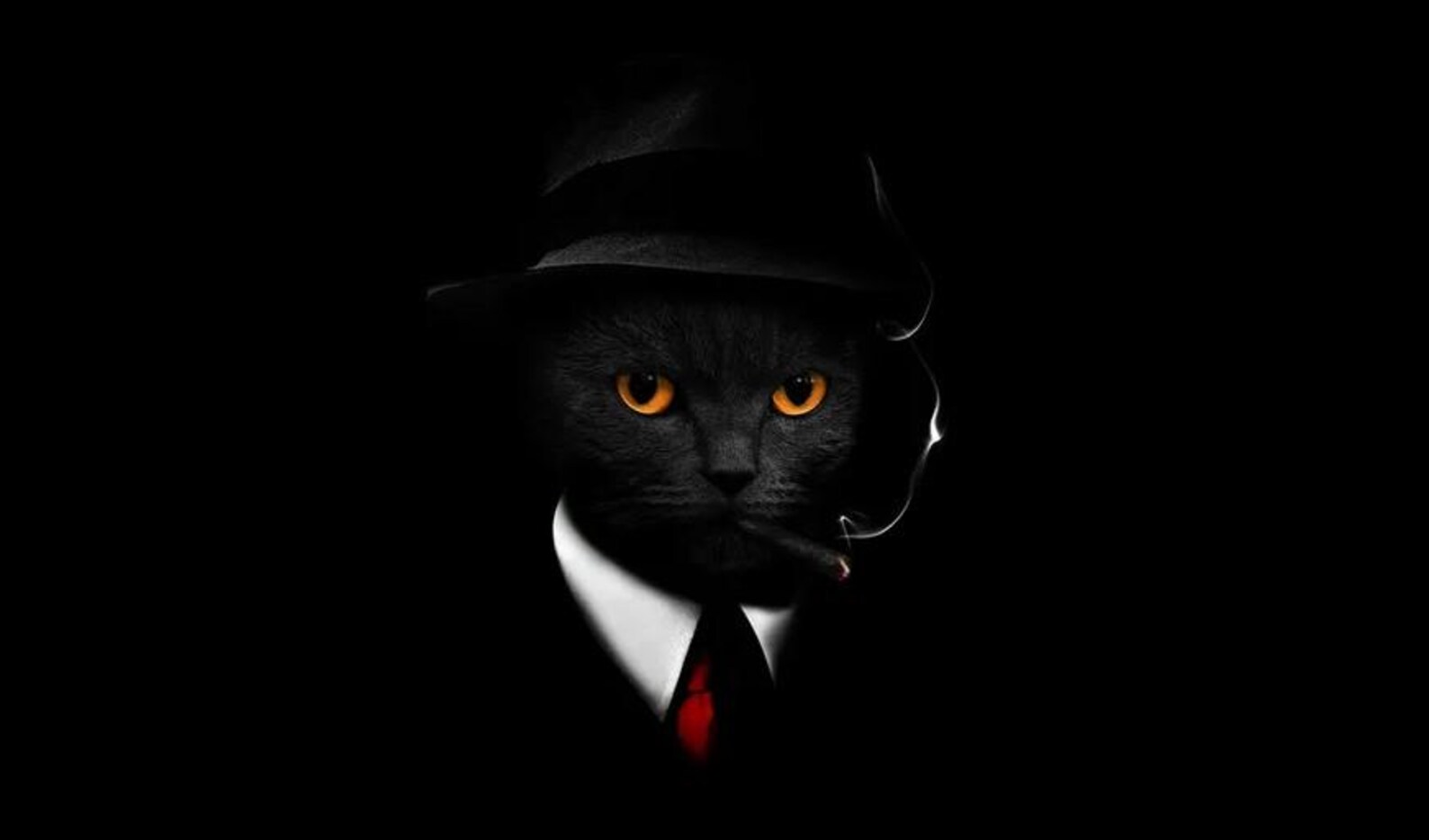 Cool Cat, Moody Cat JPG Clipart, Funny Digital Download - Etsy