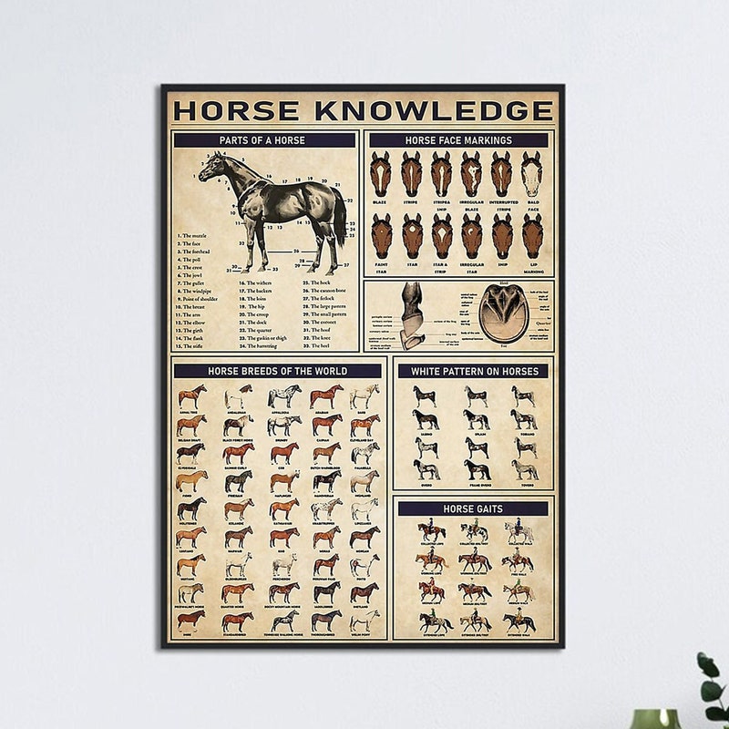 Poster That Shows Horses Parts - Etsy New Zealand